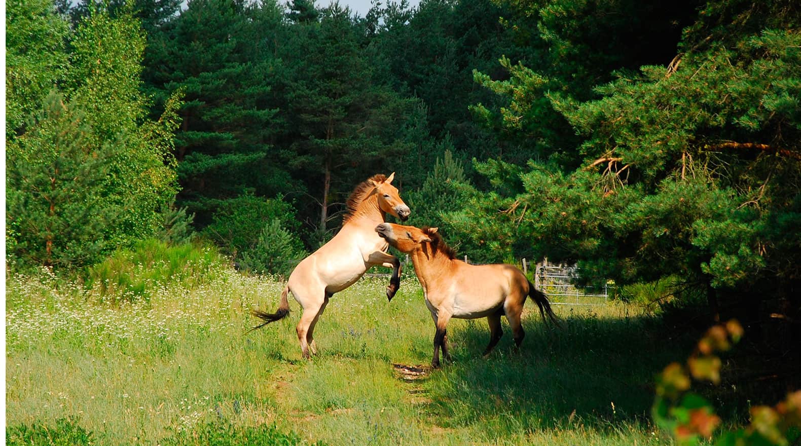 Wildpferde im Tenneloher Forst - Familienmagazin frankenkids