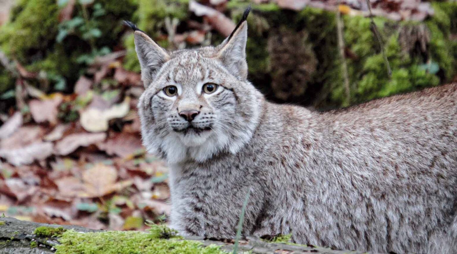 Wildpark an den Eichen - Schweinfurt Familienmagazin frankenkids